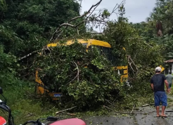 Árvore cai sobre ônibus escolar durante temporal em Quatipuru | Roma News