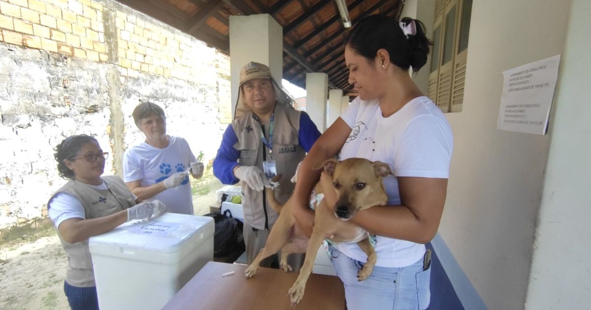 Cães e gatos poderão receber vacina antirrábica gratuita em Belém nesta ...